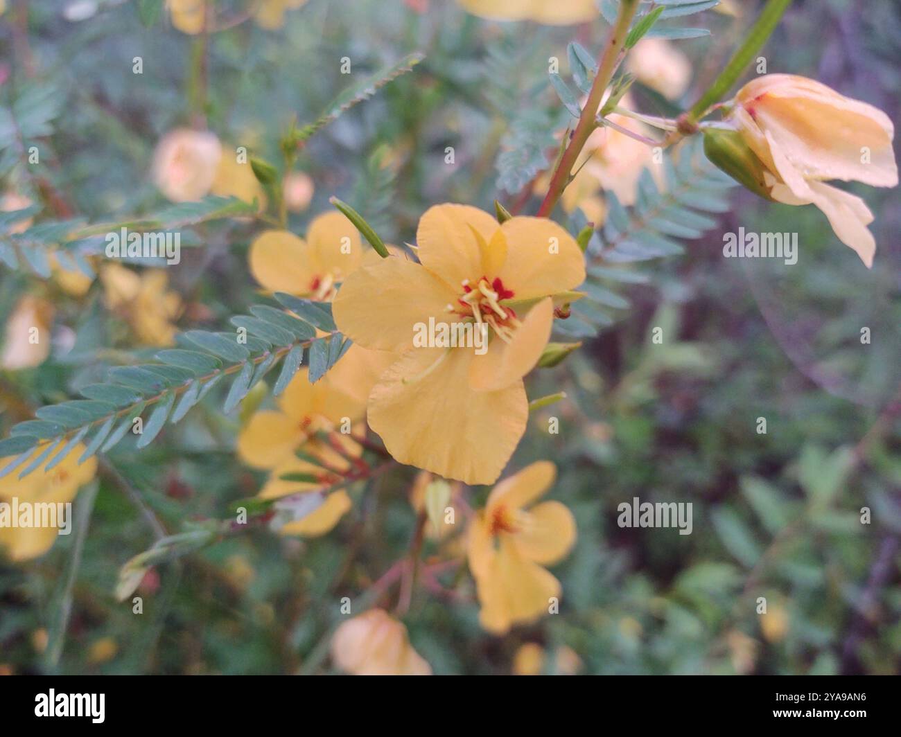partridge pea (Chamaecrista fasciculata) Plantae Stock Photo - Alamy