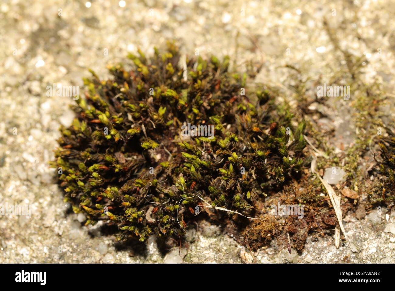 Anomalous Bristle-moss (Orthotrichum anomalum) Plantae Stock Photo - Alamy