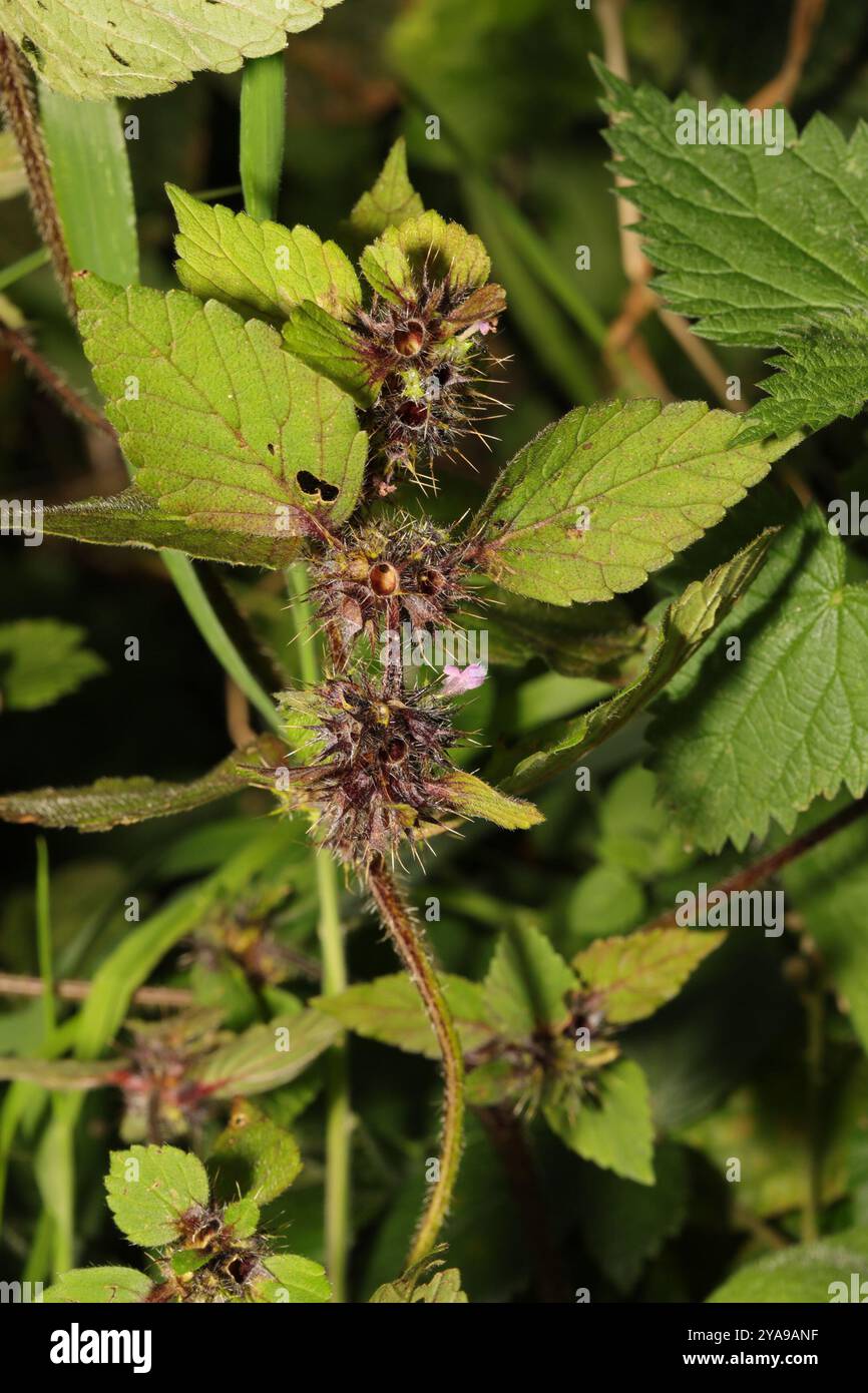 Common hemp-nettle (Galeopsis tetrahit) Plantae Stock Photo - Alamy
