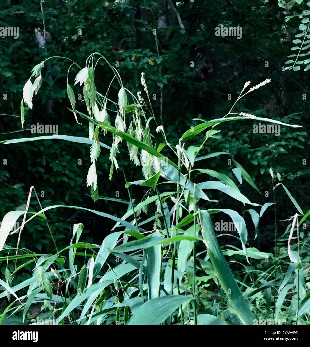 inland wood oats (Chasmanthium latifolium) Plantae Stock Photo - Alamy