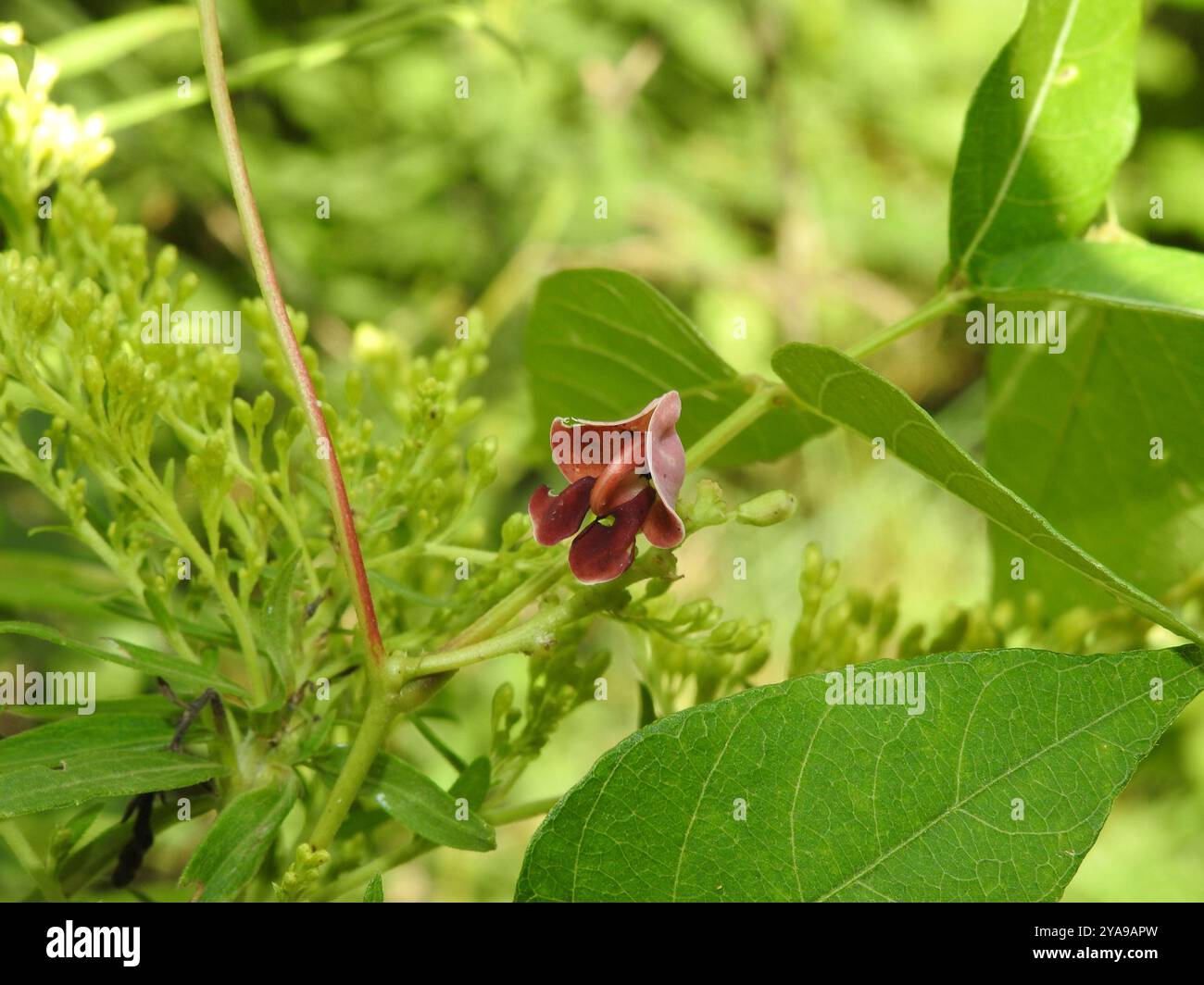 American groundnut (Apios americana) Plantae Stock Photo - Alamy