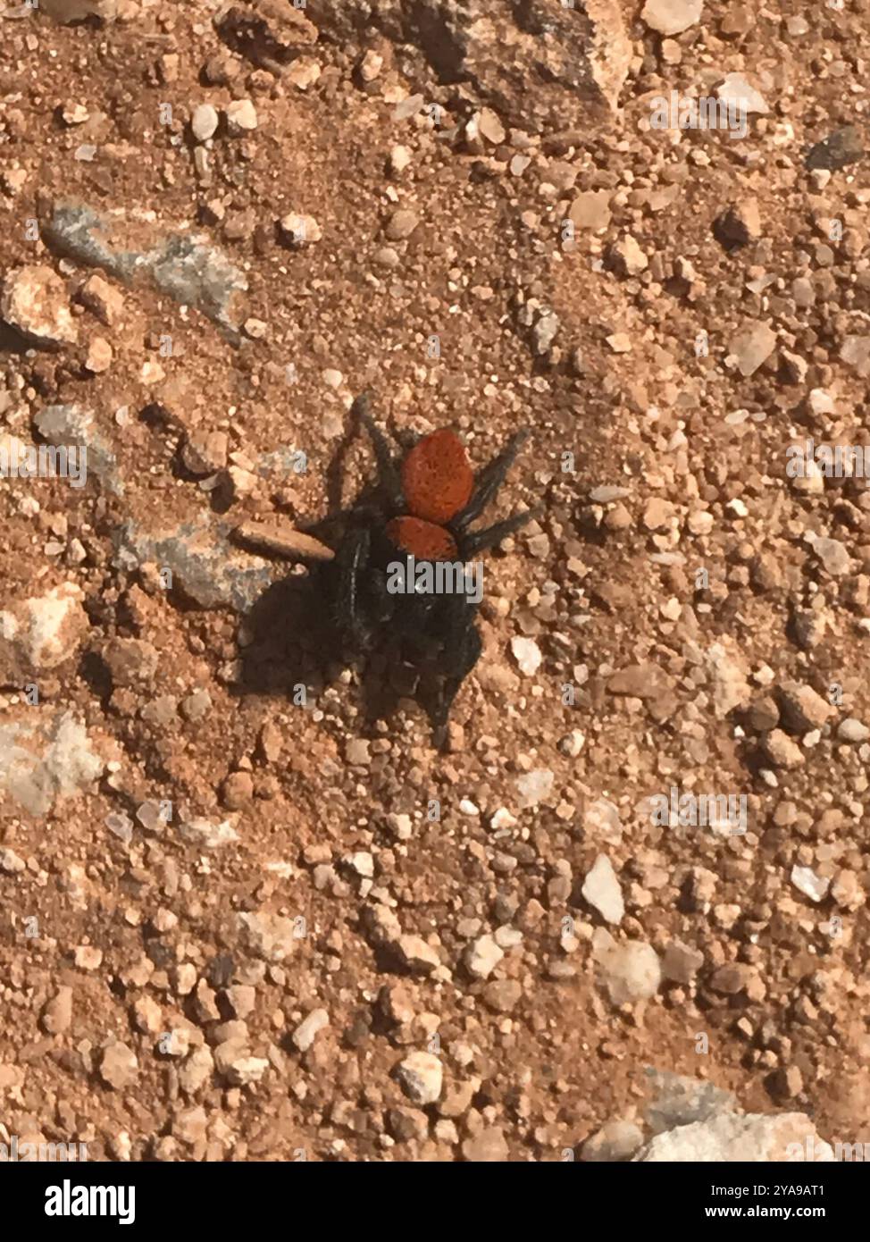 Apache Jumping Spider (Phidippus apacheanus) Arachnida Stock Photo - Alamy