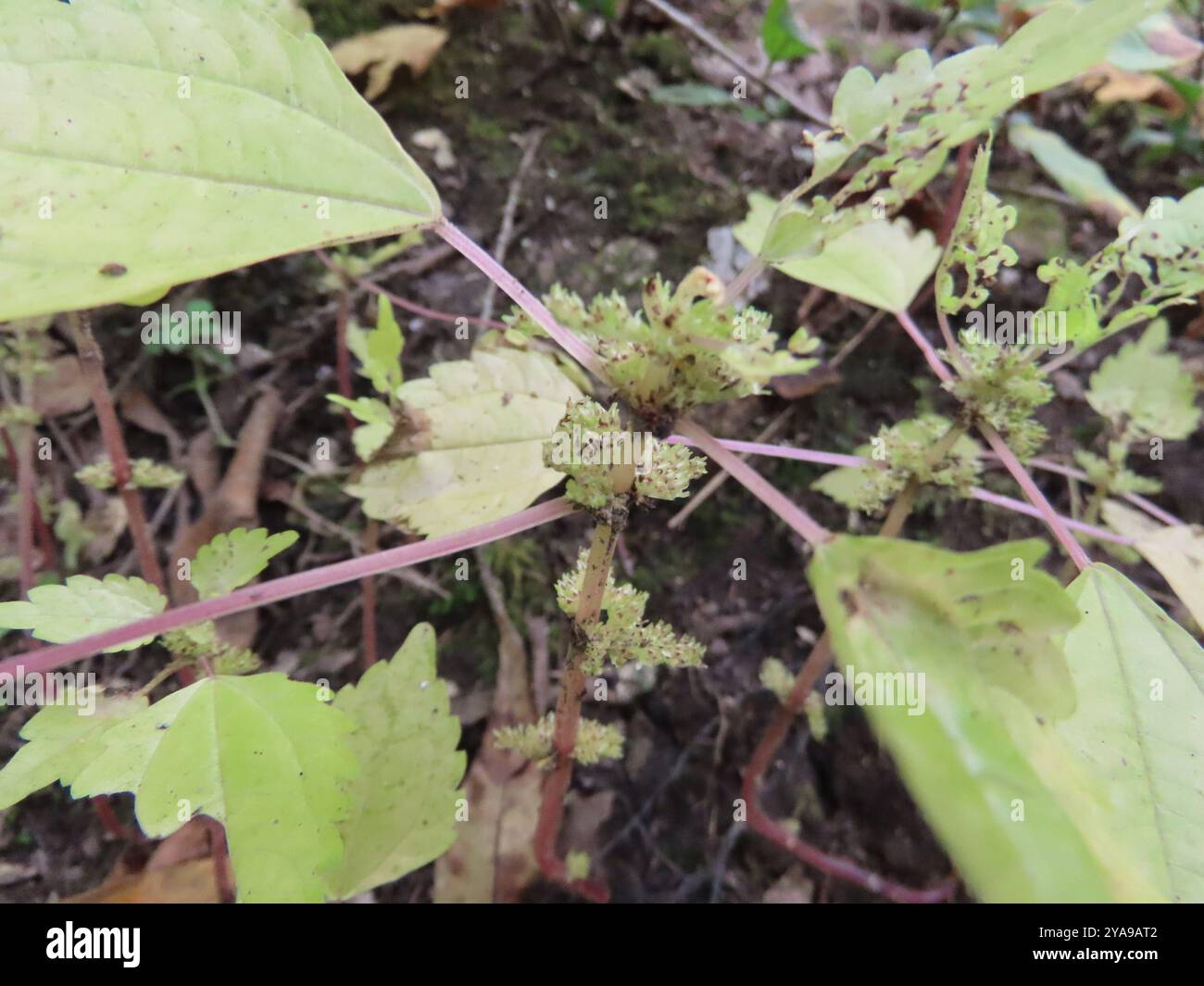 Canada clearweed (Pilea pumila) Plantae Stock Photo - Alamy