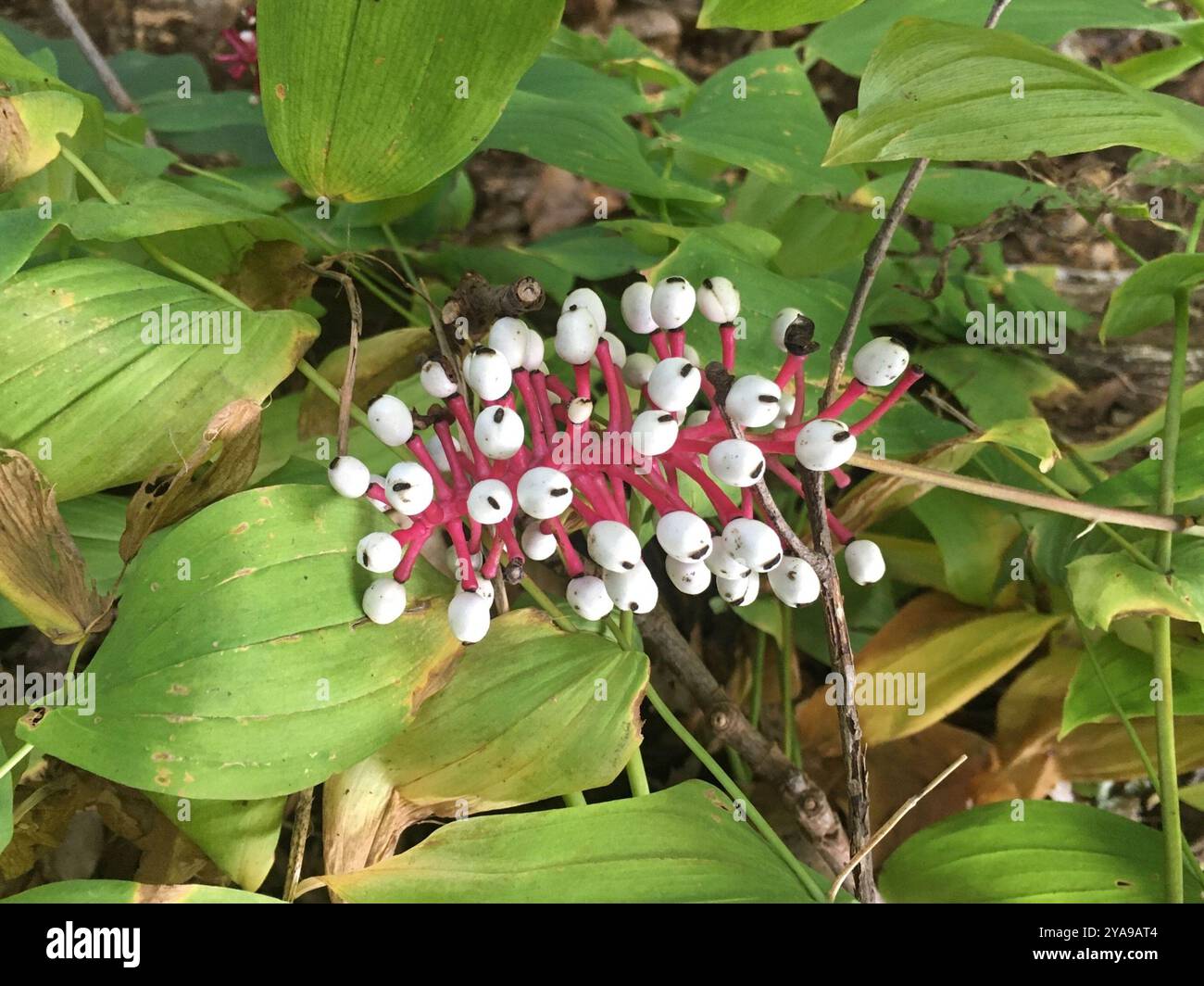 white baneberry (Actaea pachypoda) Plantae Stock Photo - Alamy