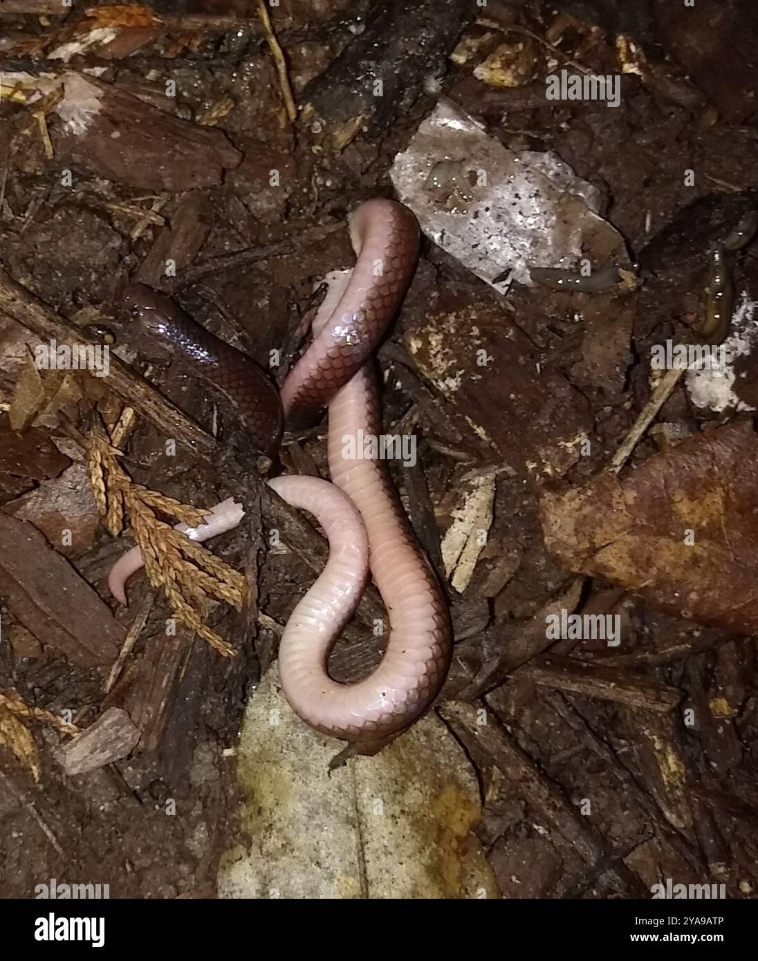 Eastern Worm Snake (Carphophis amoenus) Reptilia Stock Photo - Alamy