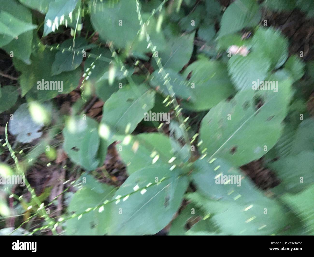 American jumpseed (Persicaria virginiana) Plantae Stock Photo - Alamy