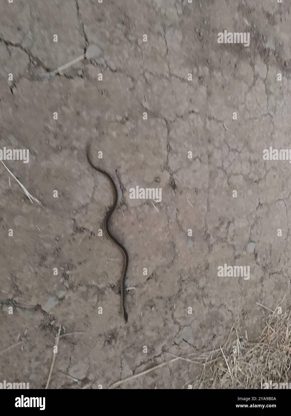 San Diego Gopher Snake (Pituophis catenifer annectens) Reptilia Stock ... San Diego Gopher Snake (Pituophis catenifer annectens) Reptilia Stock ...