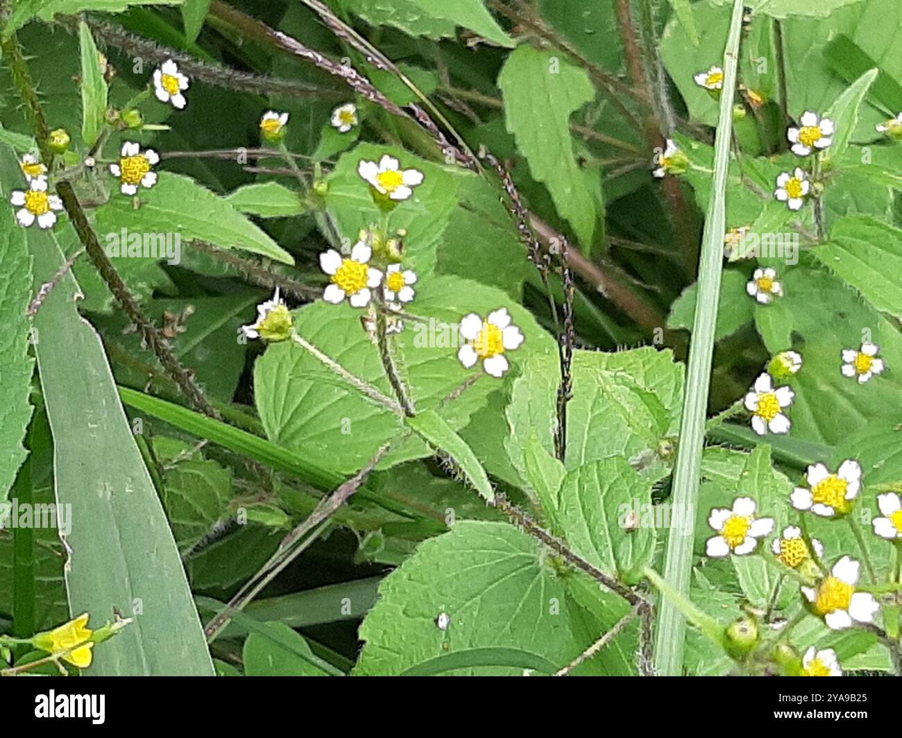 shaggy soldier (Galinsoga quadriradiata) Plantae Stock Photo - Alamy
