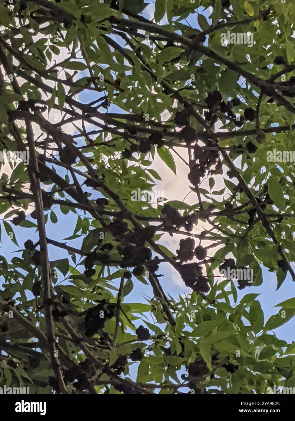 Ash Flower Gall Mite (Aceria fraxiniflora) Arachnida Stock Photo - Alamy