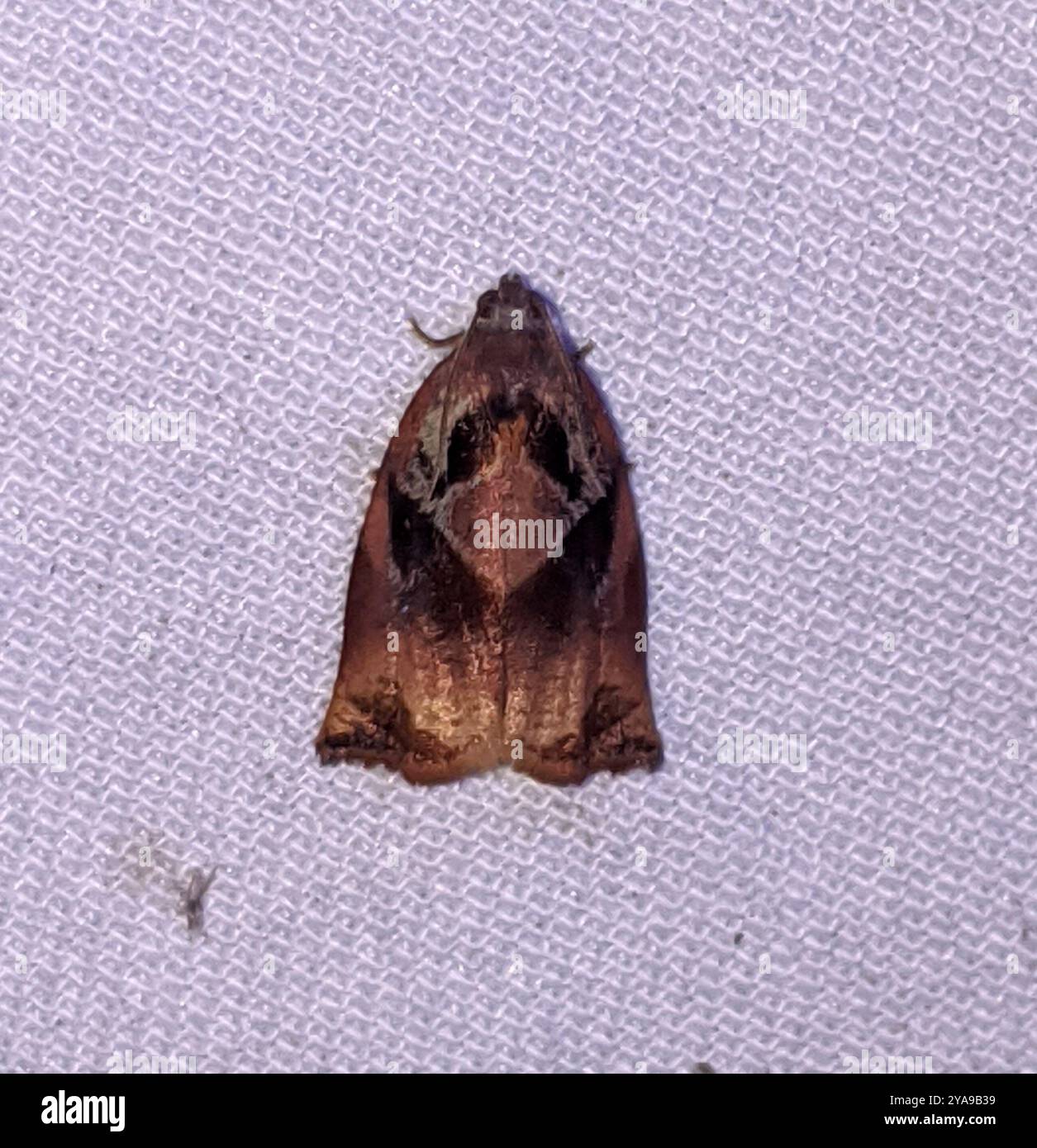 Large Fruit-tree Tortrix (Archips podana) Insecta Stock Photo - Alamy