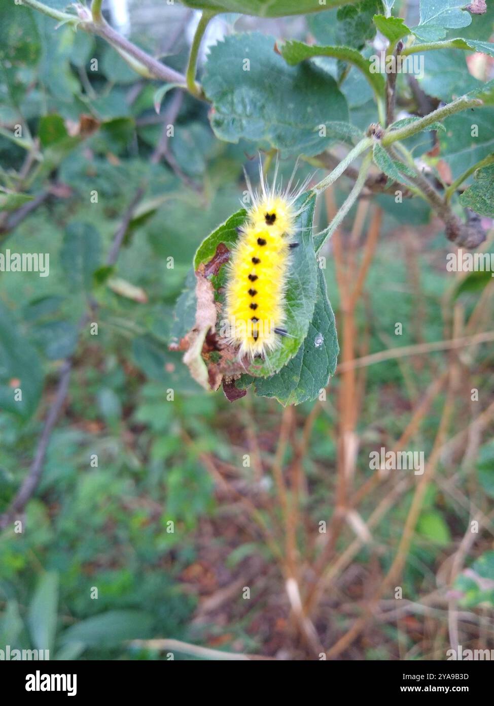 Spotted Tussock Moth (Lophocampa maculata) Insecta Stock Photo - Alamy