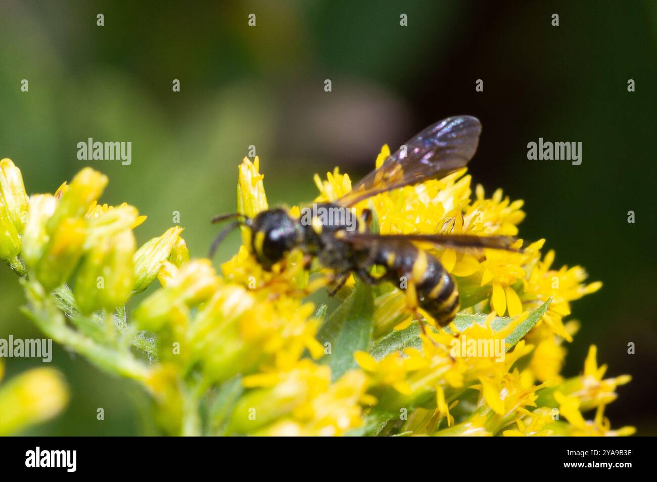 Typical Weevil Wasps and Allies (Cerceris) Insecta Stock Photo - Alamy