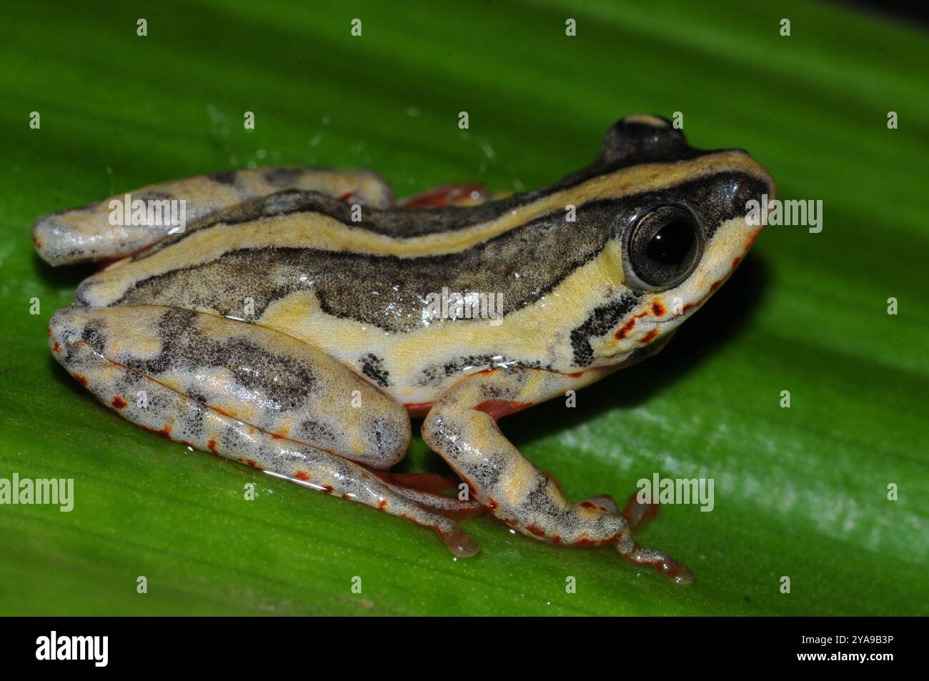 Painted Reed Frog (Hyperolius marmoratus) Amphibia Stock Photo - Alamy