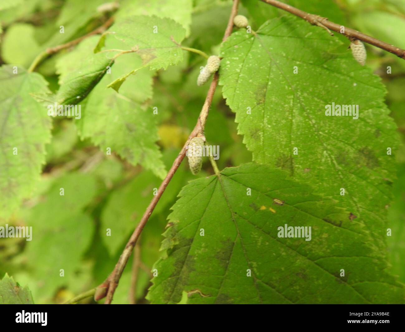 beaked hazelnut (Corylus cornuta) Plantae Stock Photo - Alamy