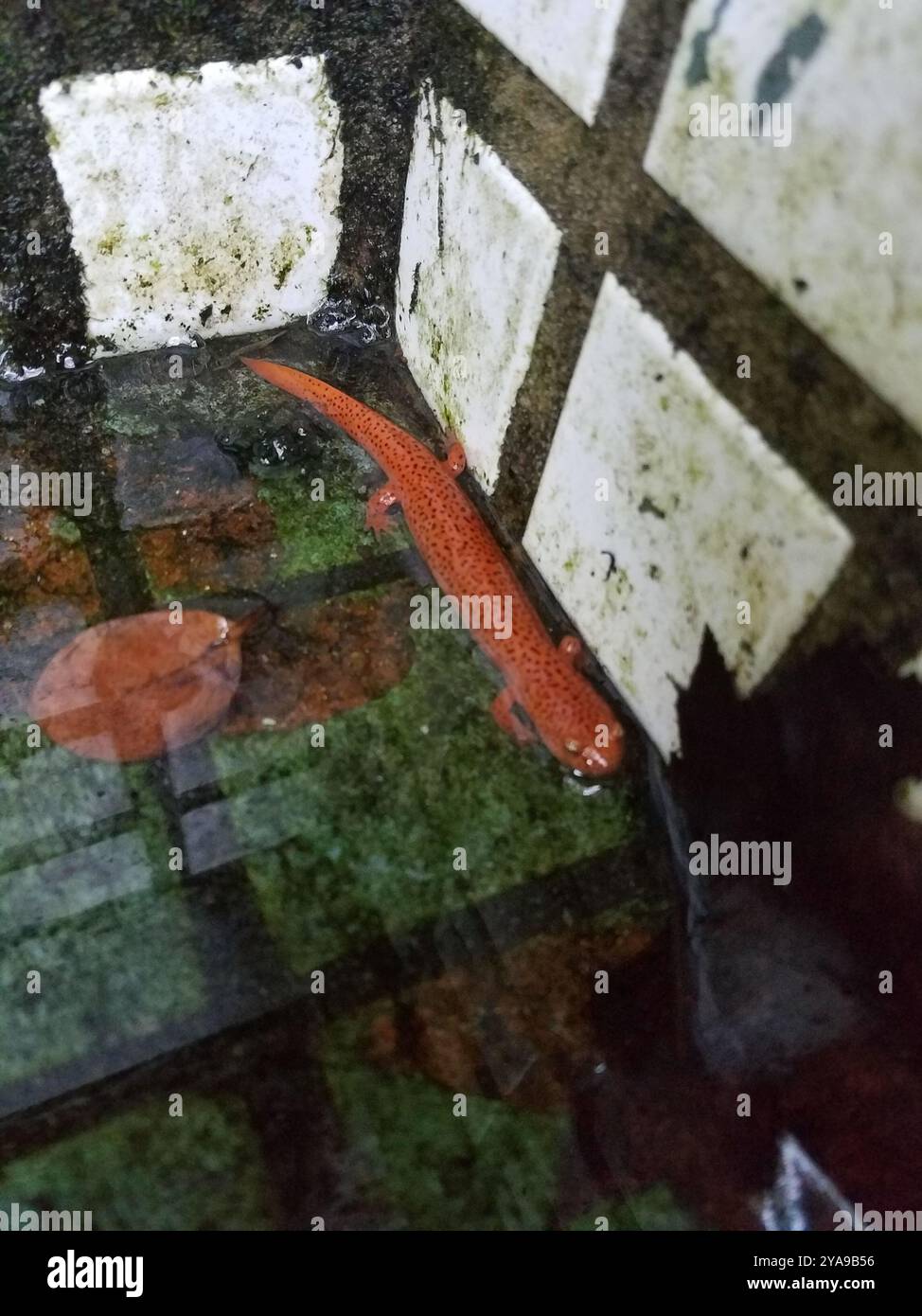 Red Salamander (Pseudotriton ruber) Amphibia Stock Photo - Alamy
