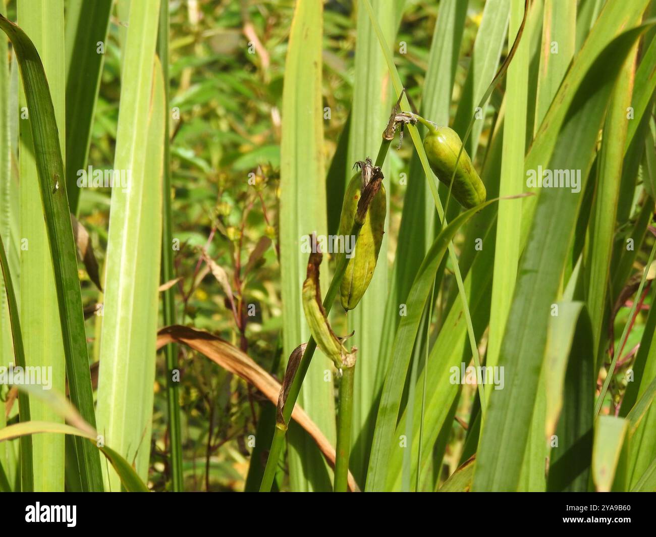 monocots (Liliopsida) Plantae Stock Photo - Alamy