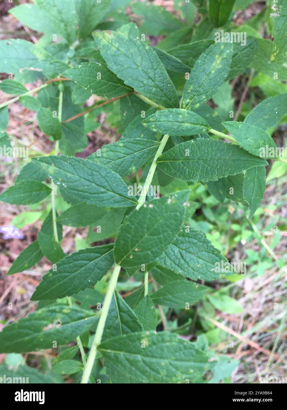 common wrinkle-leaved goldenrod (Solidago rugosa) Plantae Stock Photo ...