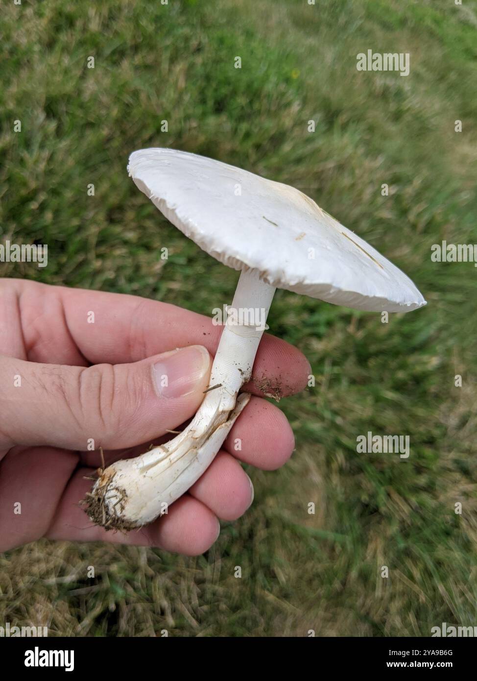 White Dapperling (Leucoagaricus leucothites) Fungi Stock Photo - Alamy