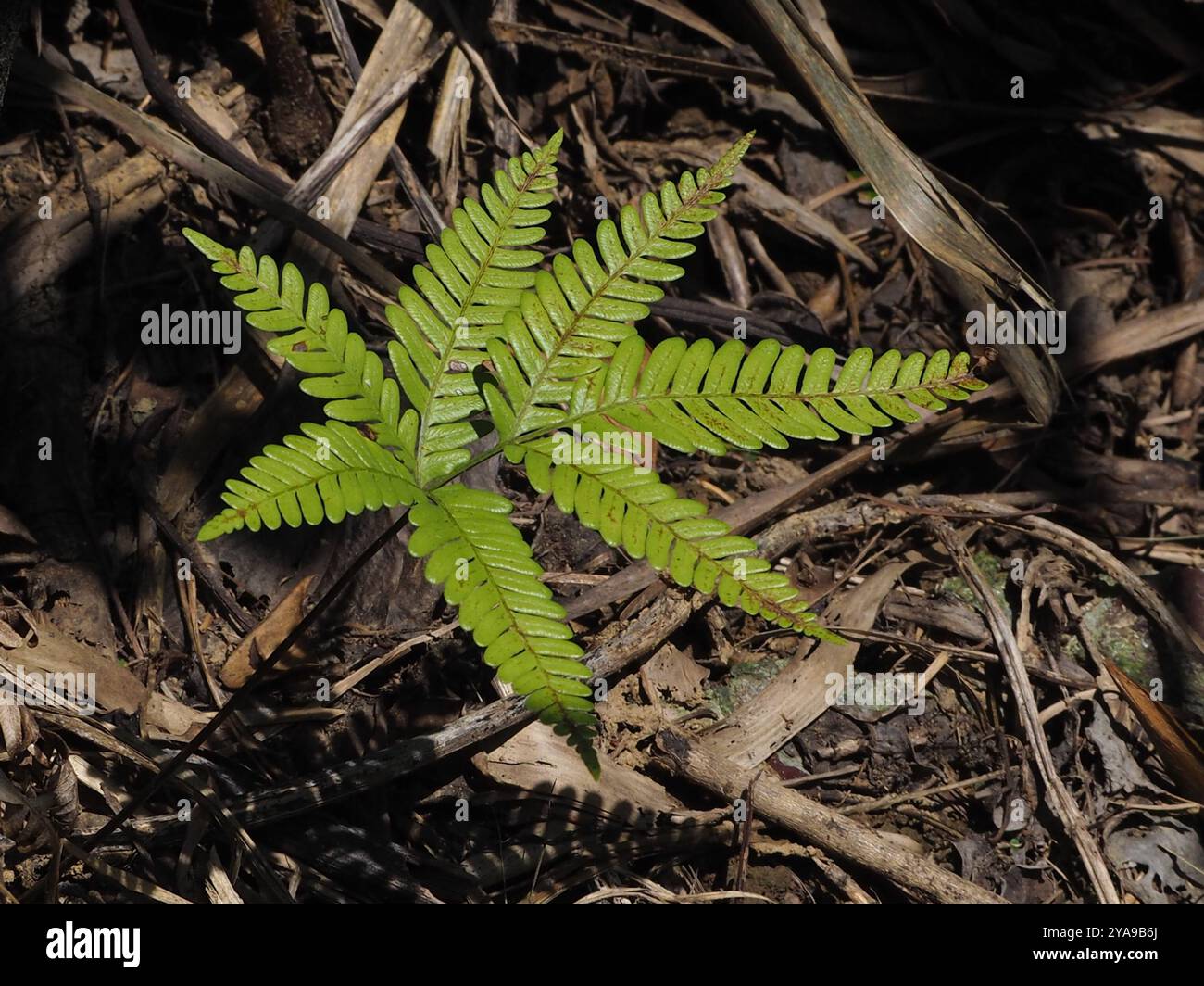 Pteris fauriei hi-res stock photography and images - Alamy