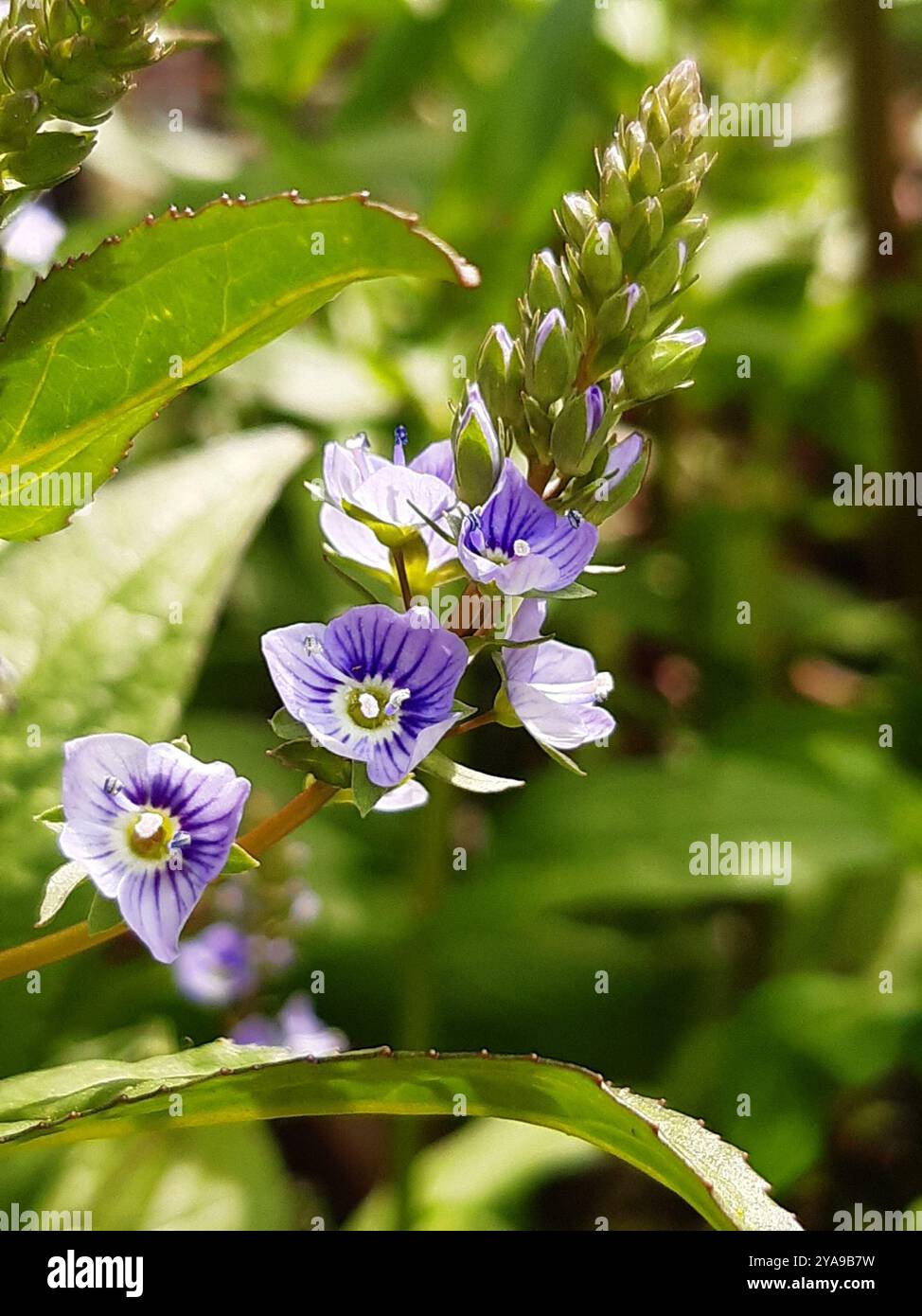 blue water-speedwell (Veronica anagallis-aquatica) Plantae Stock Photo ...
