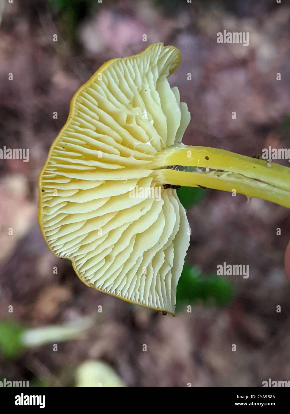 Golden Waxcap (Hygrocybe chlorophana) Fungi Stock Photo - Alamy