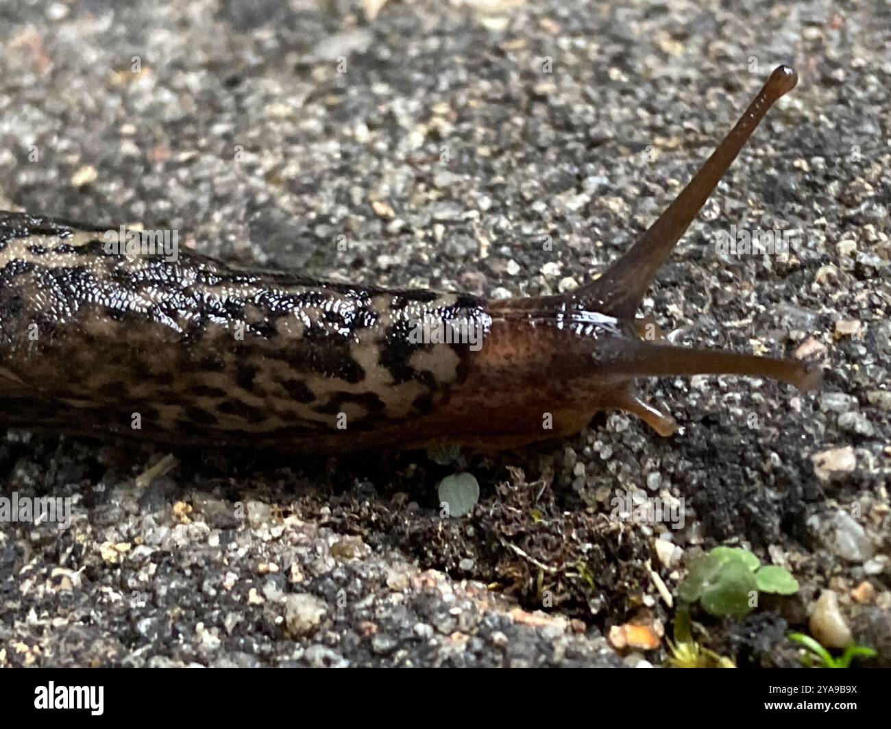 Leopard Slug (Limax maximus) Mollusca Stock Photo - Alamy