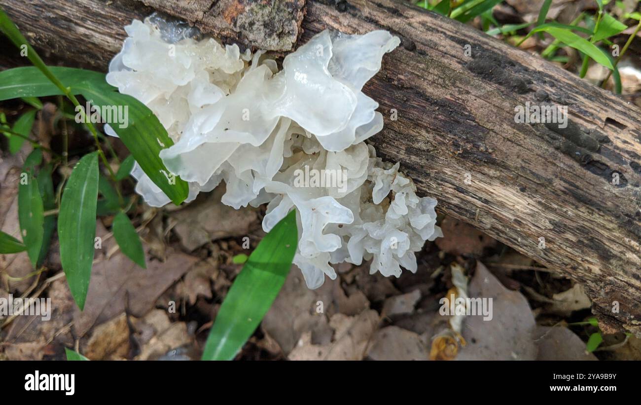 snow fungus (Tremella fuciformis) Fungi Stock Photo - Alamy