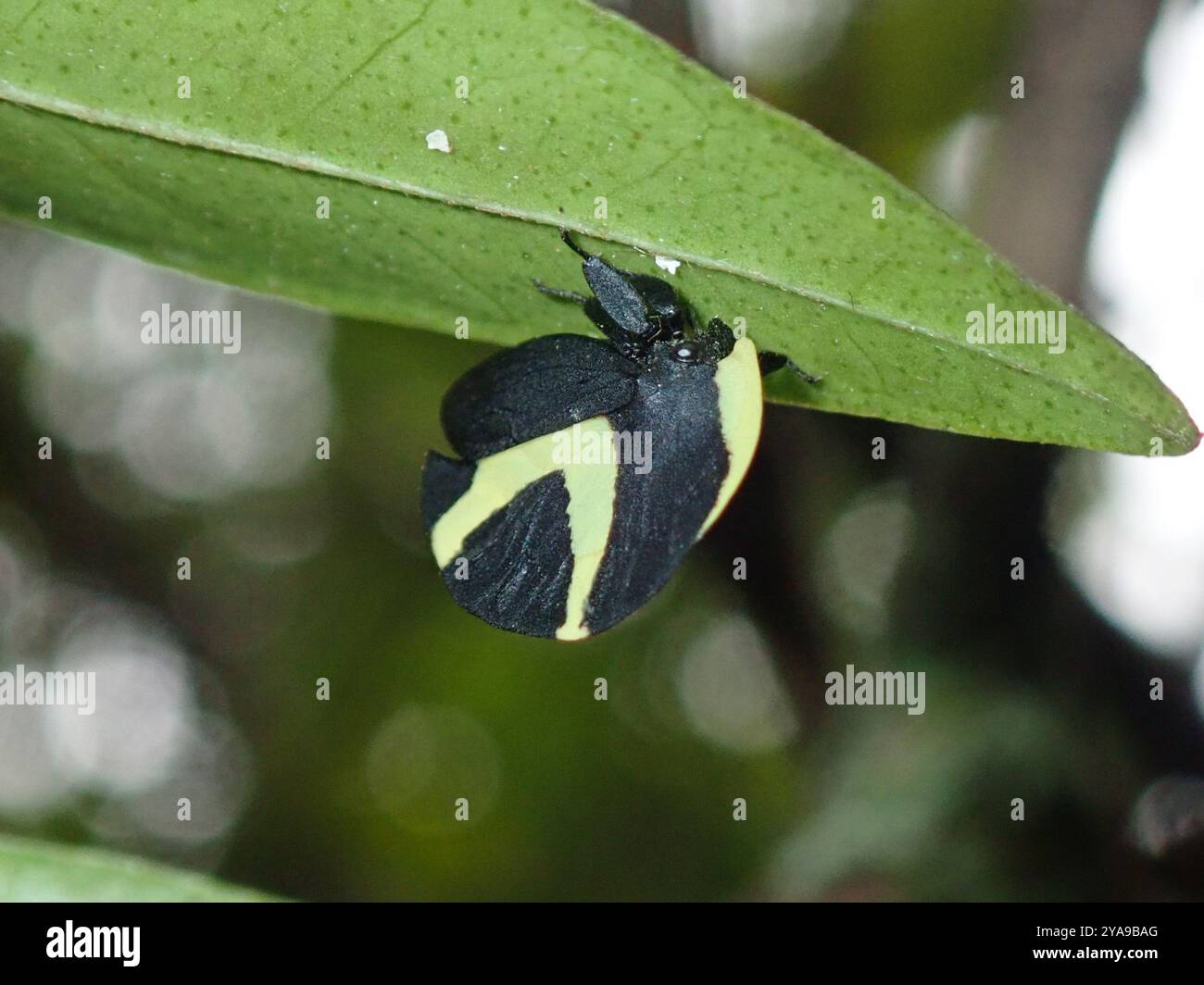Membracis hi-res stock photography and images - Alamy