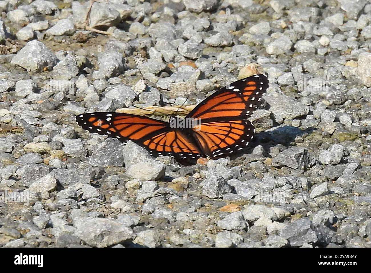 Viceroy (Limenitis archippus) Insecta Stock Photo - Alamy