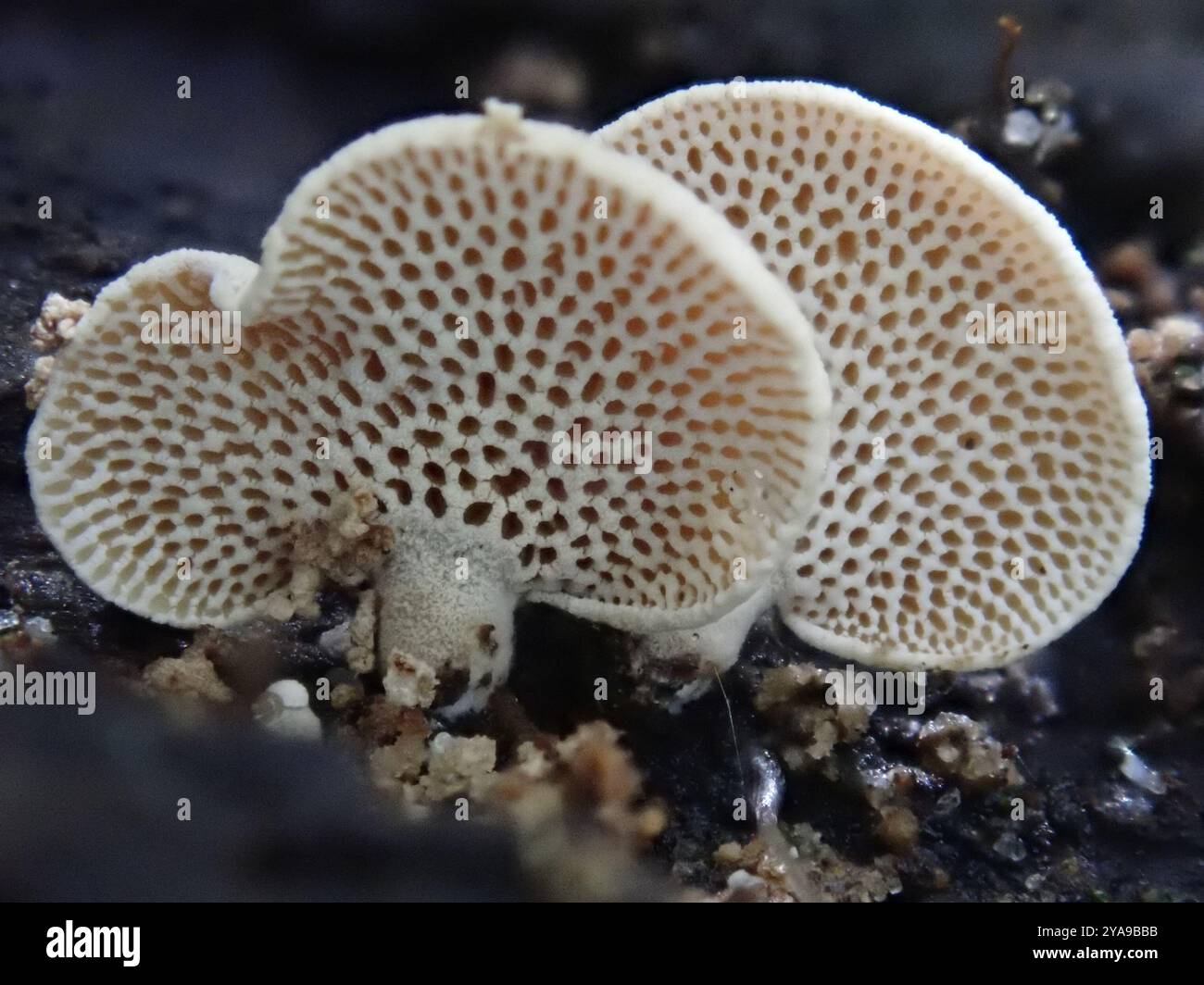 (Panellus pusillus) Fungi Stock Photo - Alamy