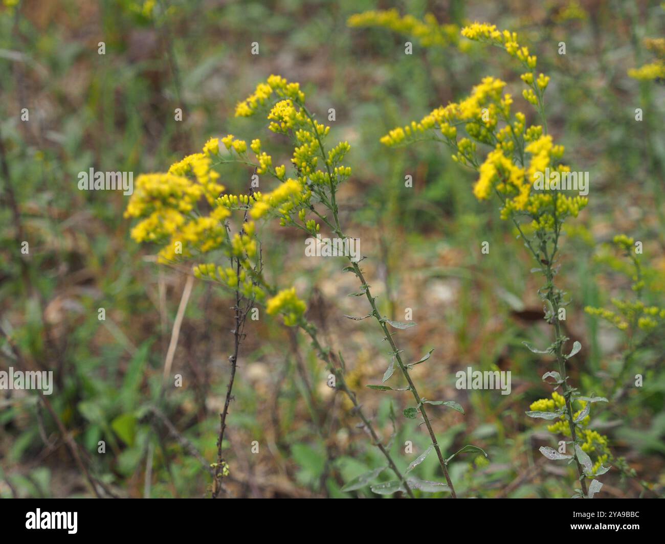field goldenrod (Solidago nemoralis) Plantae Stock Photo - Alamy