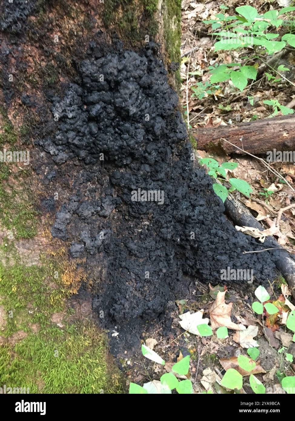 Brittle Cinder (Kretzschmaria deusta) Fungi Stock Photo - Alamy