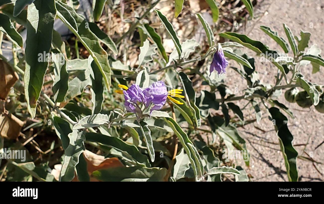 silverleaf nightshade (Solanum elaeagnifolium) Plantae Stock Photo - Alamy