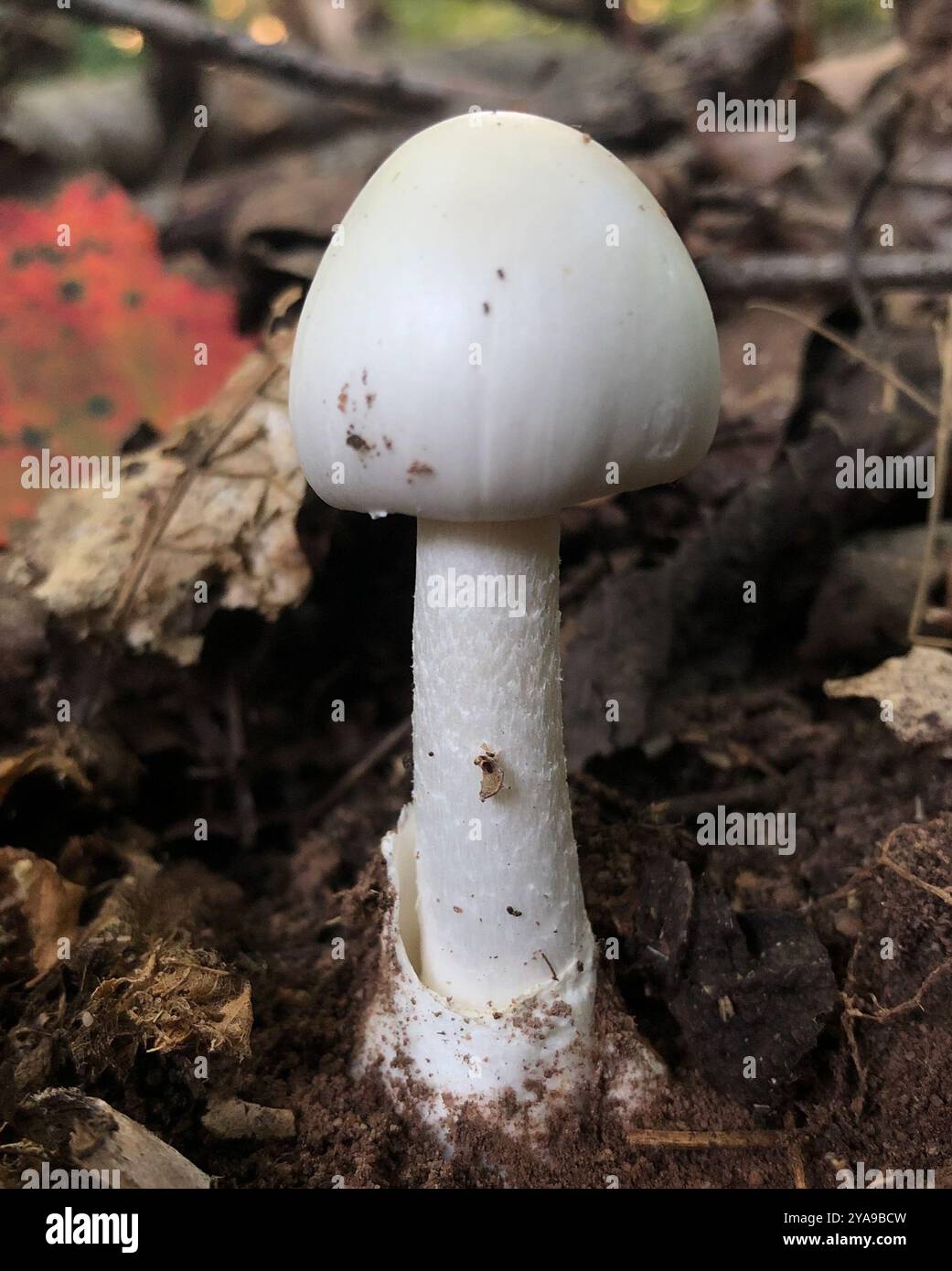 Eastern North American Destroying Angel (Amanita bisporigera) Fungi ...