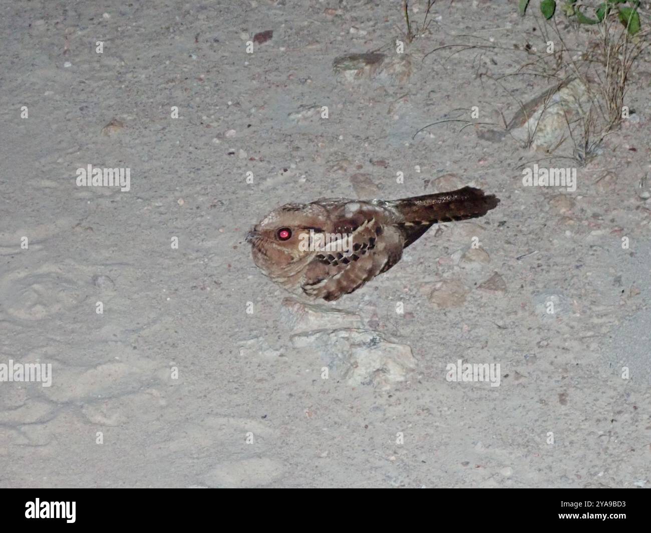Common Pauraque (Nyctidromus albicollis) Aves Stock Photo - Alamy
