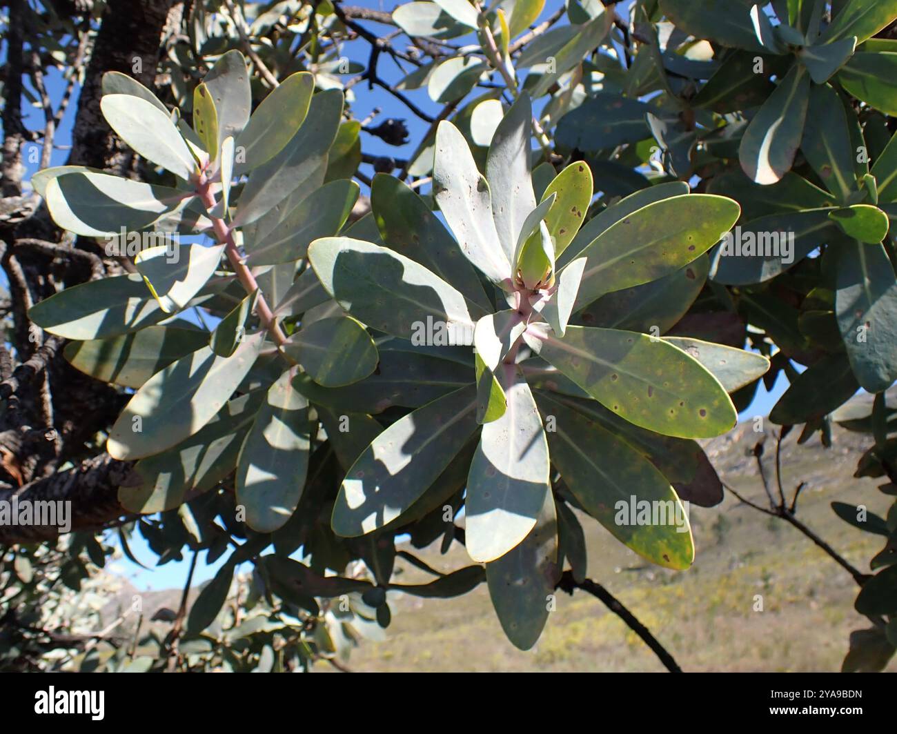 Wagon Tree (Protea nitida) Plantae Stock Photo - Alamy