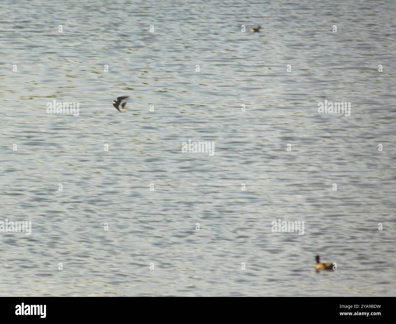 White-rumped Swallow (Tachycineta leucorrhoa) Aves Stock Photo - Alamy