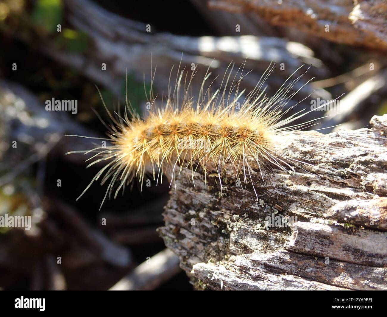 Fall Webworm Moth (Hyphantria cunea) Insecta Stock Photo - Alamy