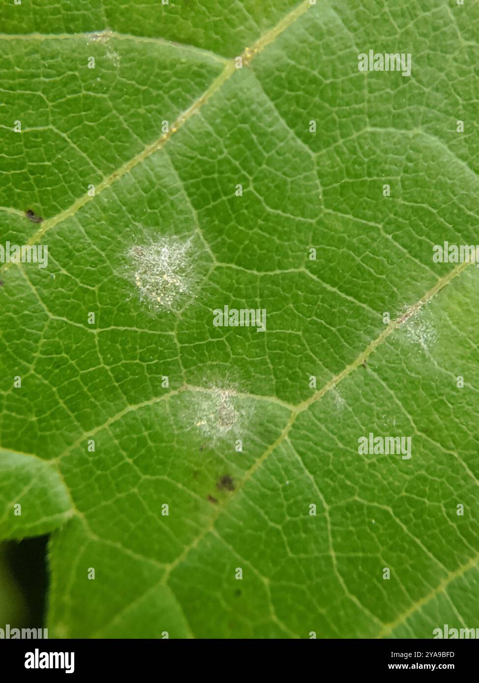 Grape Powdery Mildew (Erysiphe necator) Fungi Stock Photo - Alamy