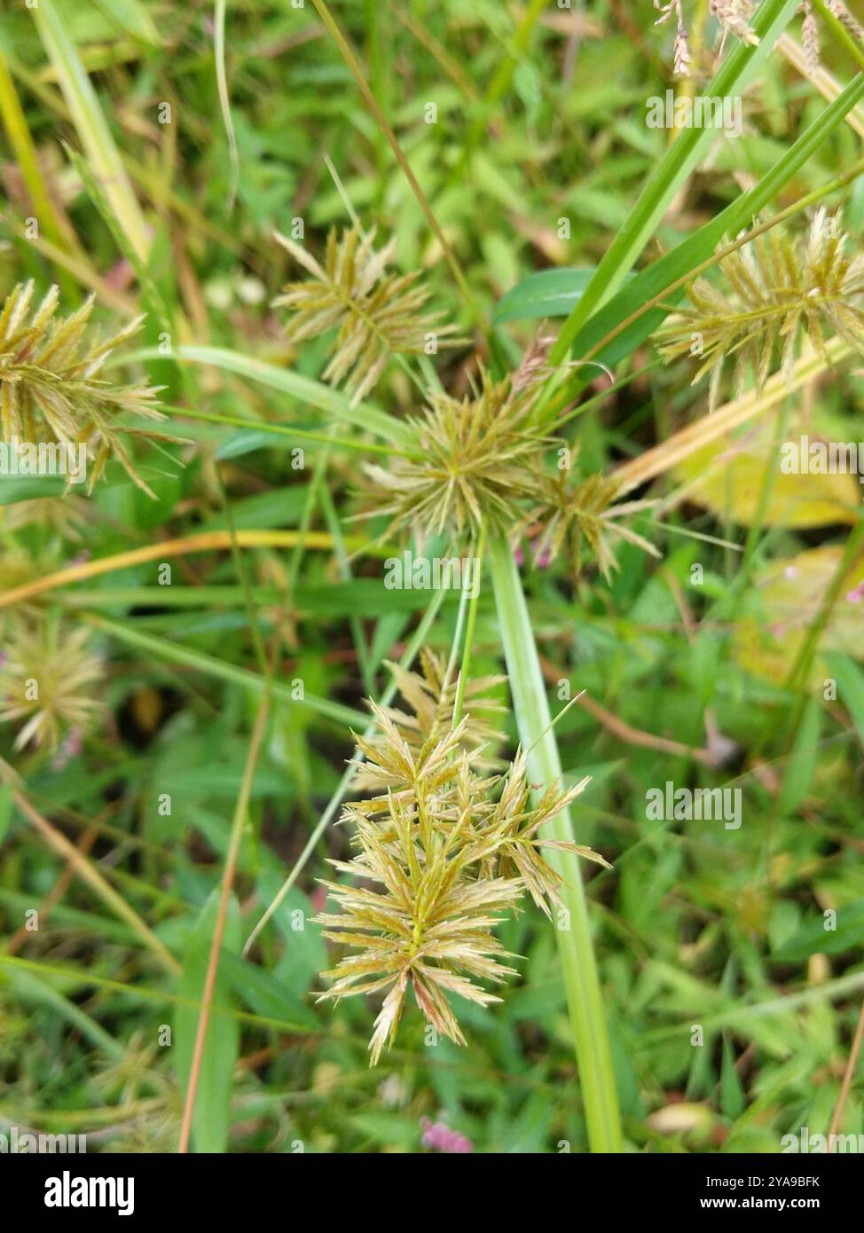 flatsedges (Cyperus) Plantae Stock Photo - Alamy