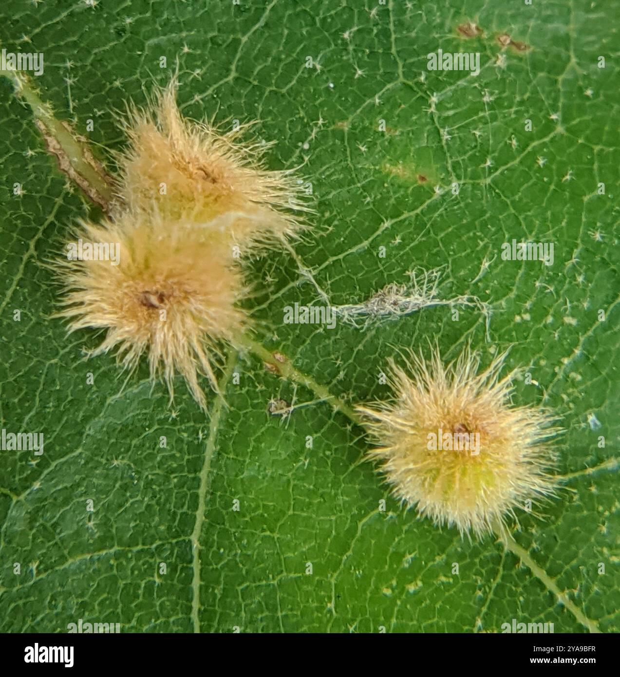 Furry Oak Leaf Gall Wasp (Callirhytis furva) Insecta Stock Photo - Alamy