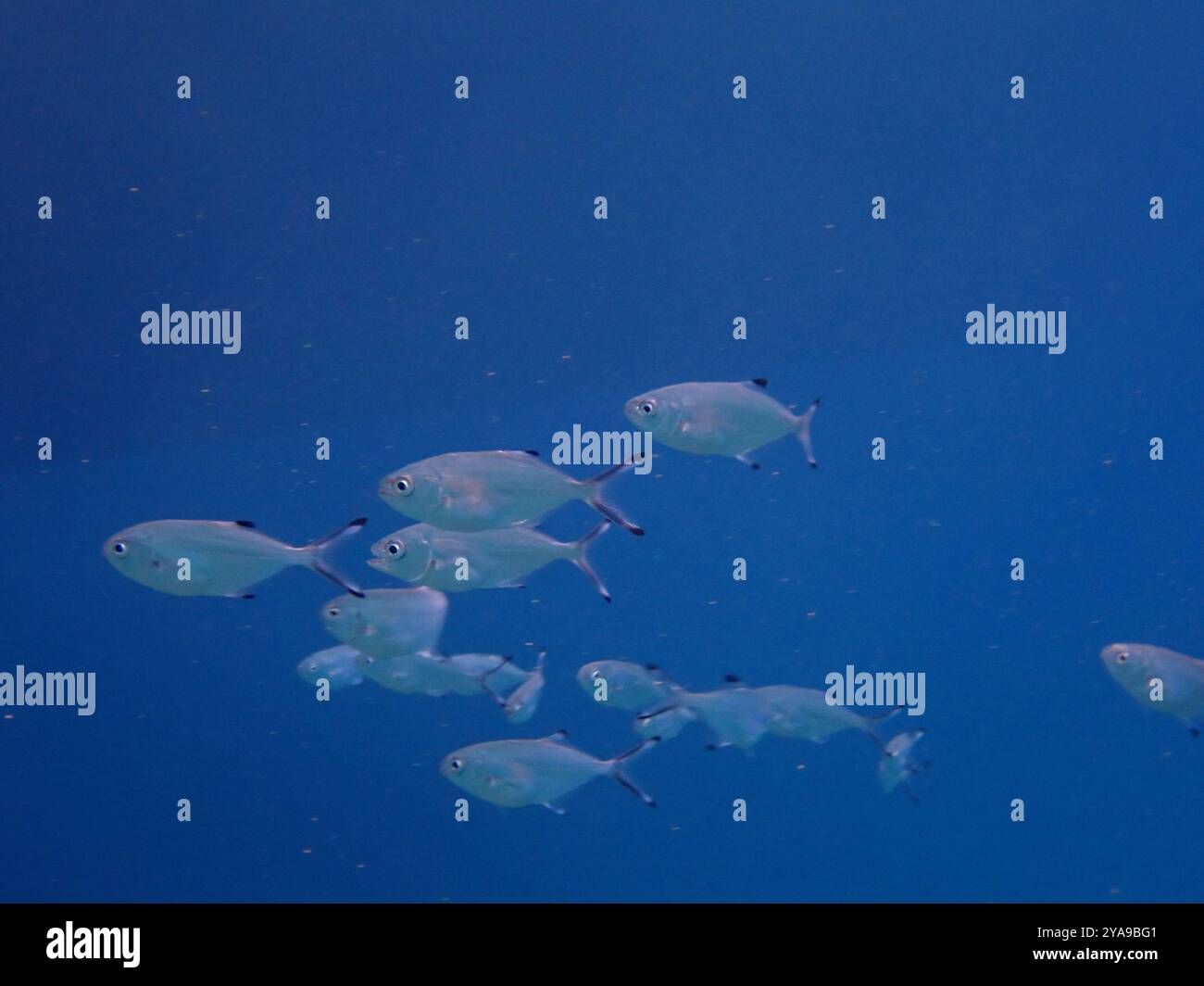 Pompano (Trachinotus ovatus) Actinopterygii Stock Photo - Alamy