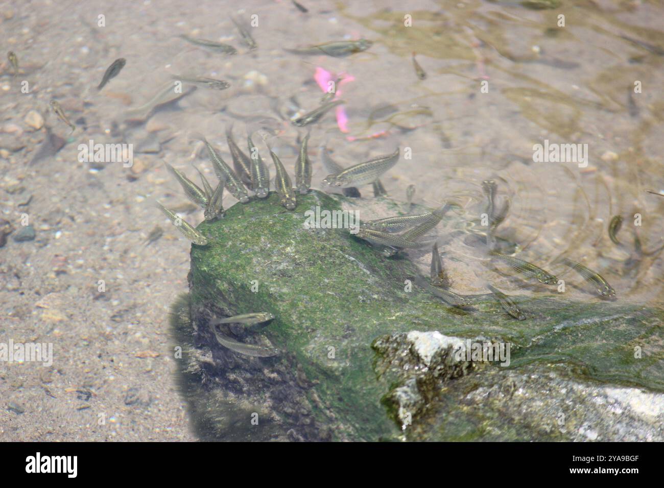 Livebearers and Lampeyes (Poeciliidae) Actinopterygii Stock Photo - Alamy