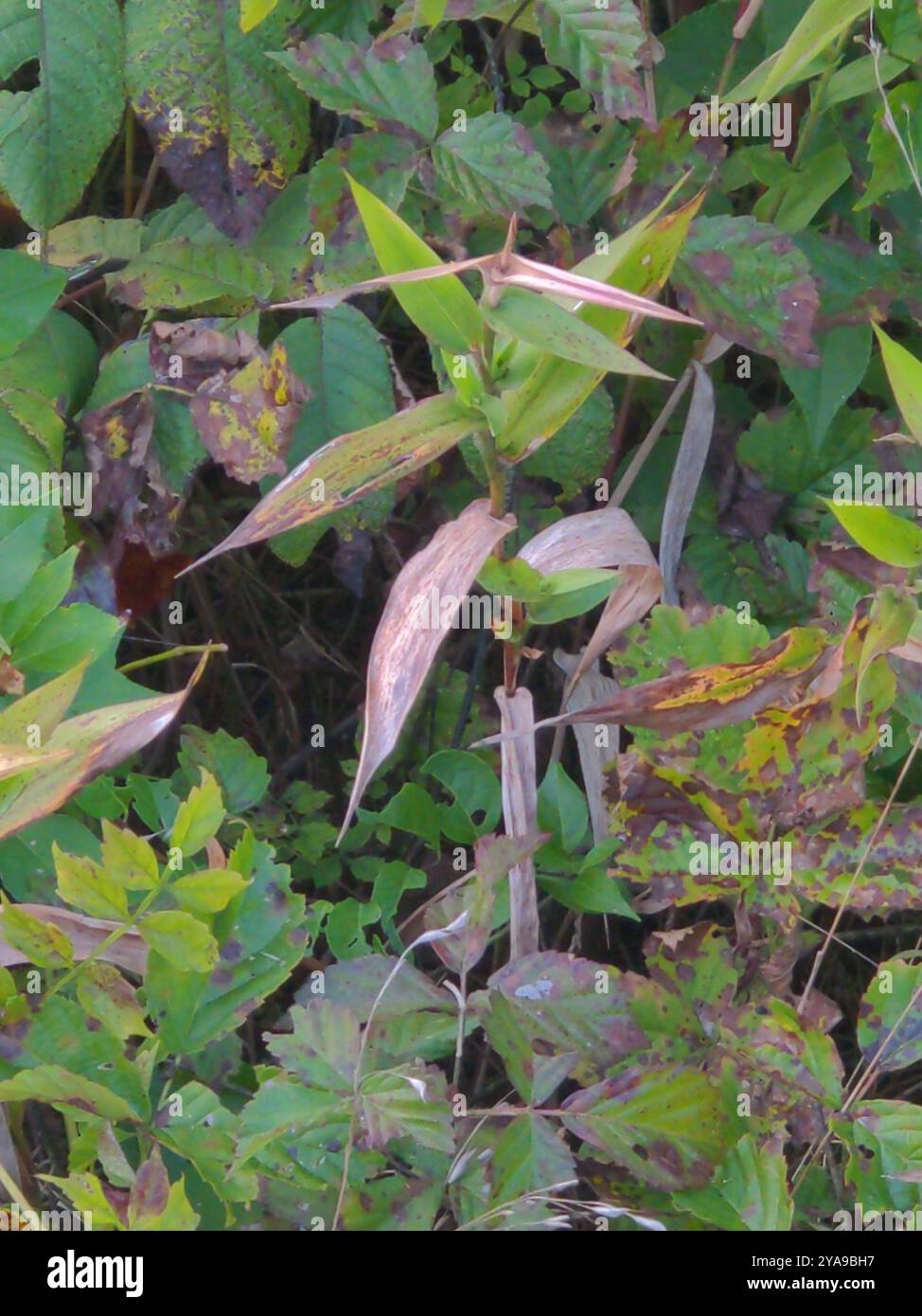 bristlegrasses, bluestems, paspalums, and allies (Panicoideae) Plantae ...