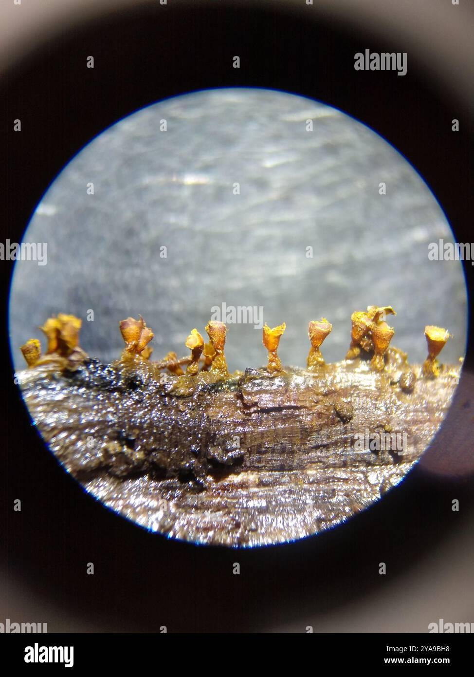 true slime molds (Myxomycetes) Protozoa Stock Photo - Alamy