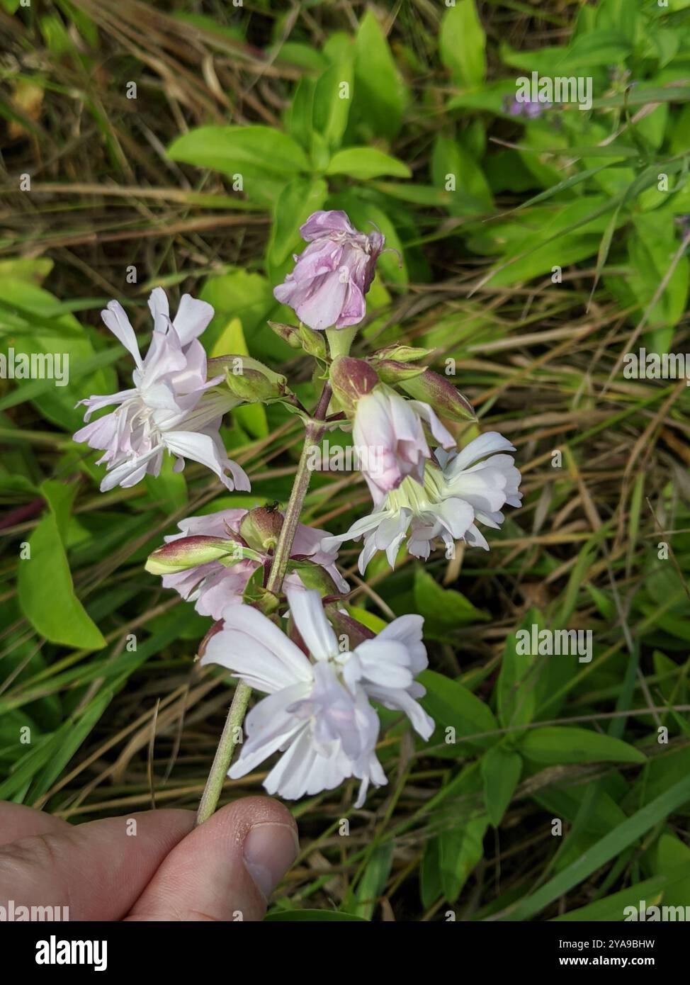 common soapwort (Saponaria officinalis) Plantae Stock Photo - Alamy