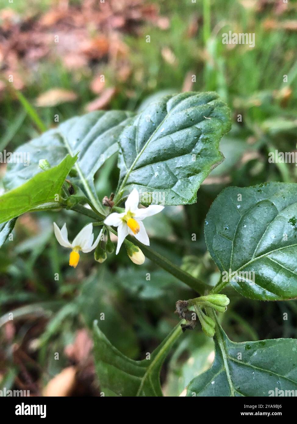black nightshade (Solanum nigrum) Plantae Stock Photo - Alamy