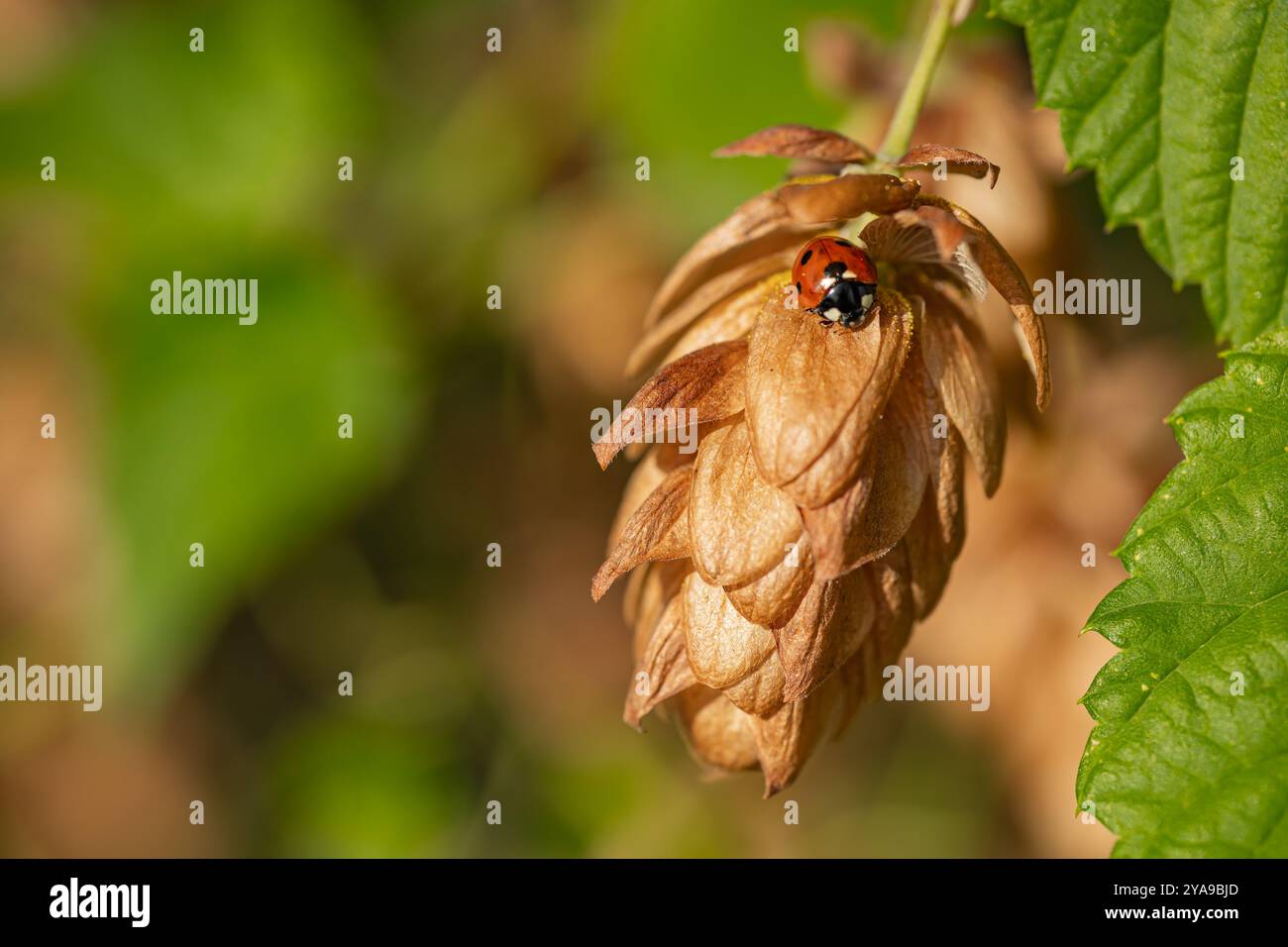 Ladybug resting on dried hop flower cone in natural sunlight with green ...