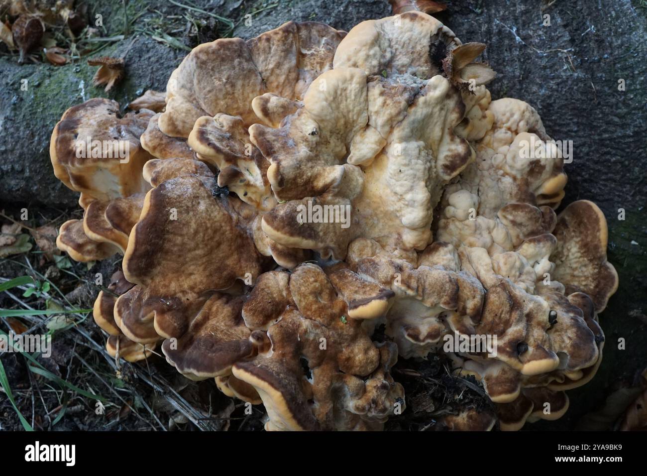 Giant Polypore (Meripilus giganteus) Fungi Stock Photo - Alamy
