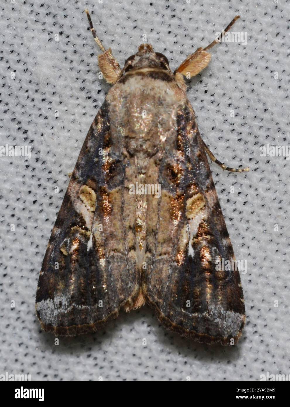 Fall Armyworm Moth (Spodoptera frugiperda) Insecta Stock Photo - Alamy
